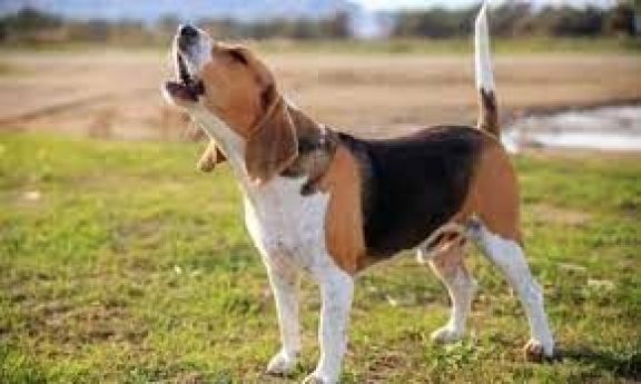 Cuáles son los perros que más y que menos ladran | Diario Andino ...